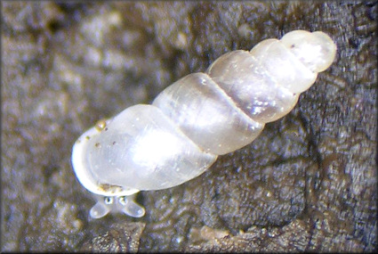 Carychium exile H. C. Lea, 1842 Ice Thorn Page Two